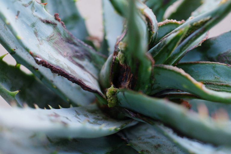 アロエの病気、アロエダニ（Aloe mites）の症状と対処法 – ゆるぷ