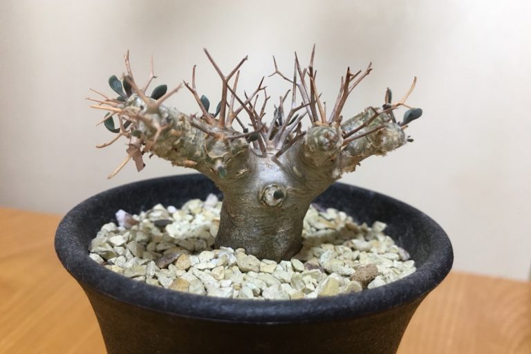 オトンナ・ユーフォルビオイデス（Othonna euphorbioides）| 育て方 – ゆるぷ