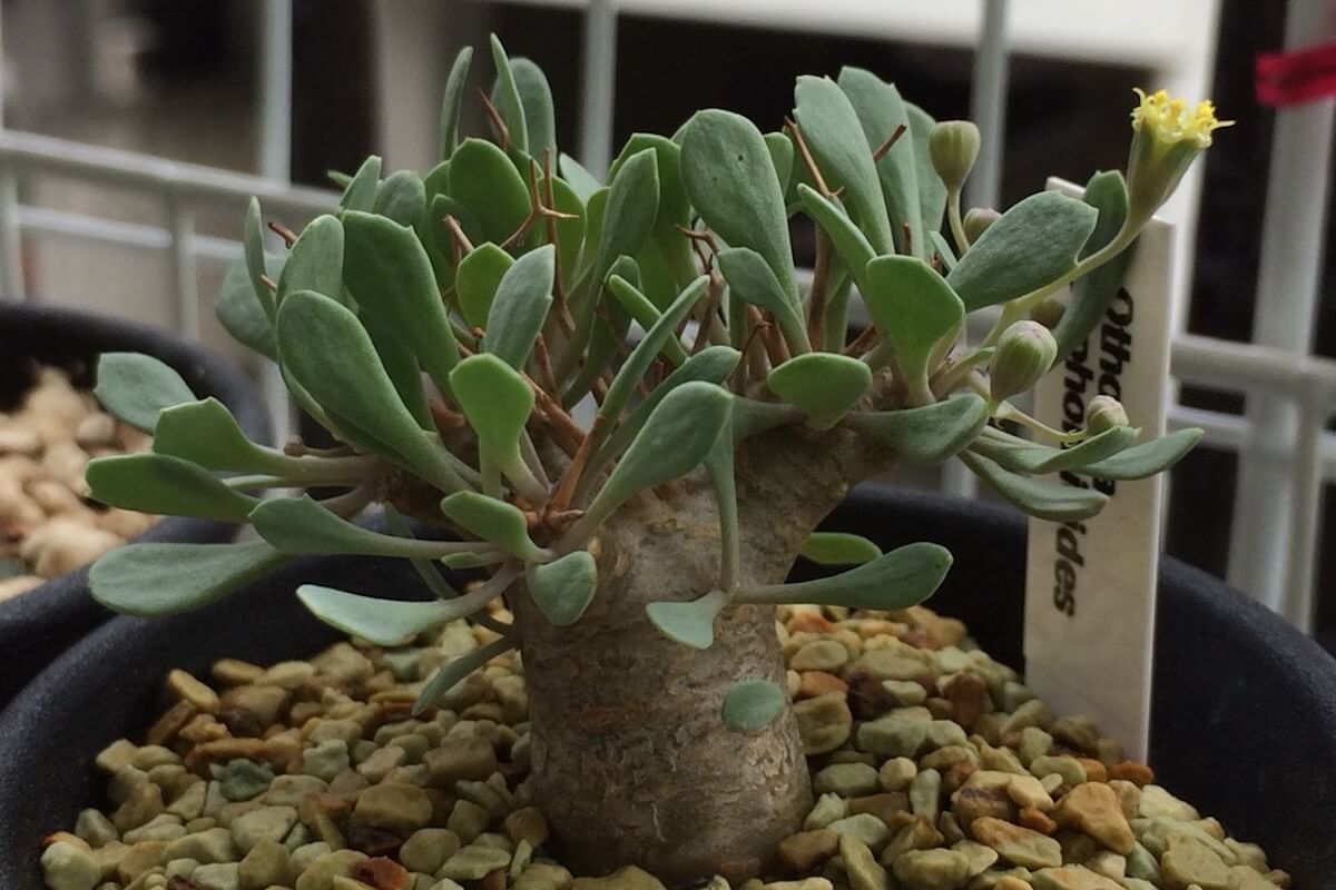 オトンナ・ユーフォルビオイデス（Othonna euphorbioides）| 育て方 – ゆるぷ