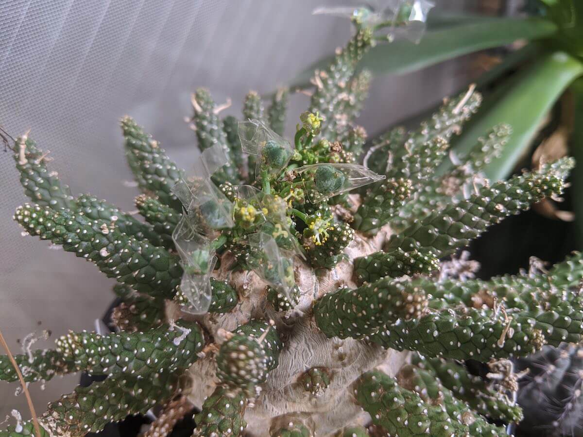 ユーフォルビア・ガムケンシス（Euphorbia gamkensis）の紹介・育て方 – ゆるぷ