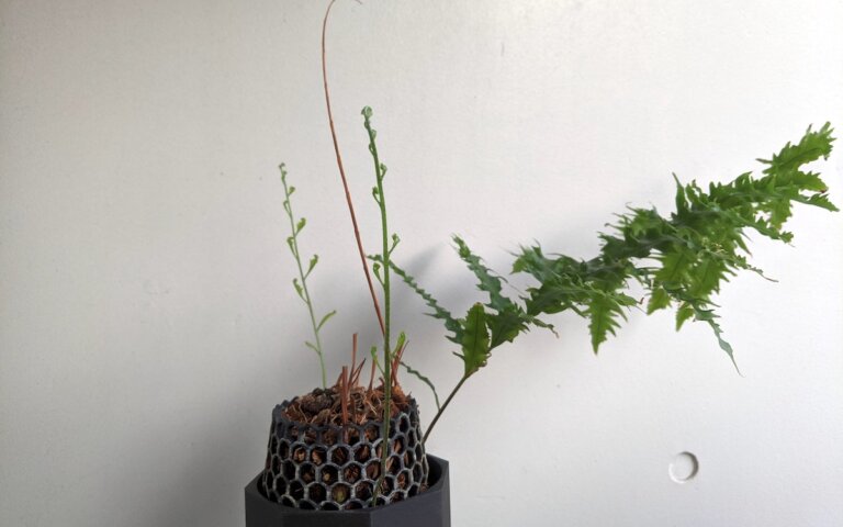 ドリナリア・リギデュラ（Drynaria rigidula ‘whitei’）の紹介、栽培記録 – ゆるぷ