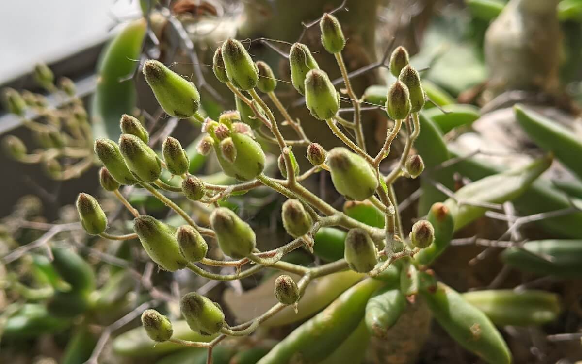チレコドン・万物想（Tylecodon reticulatus）の育て方、栽培記録 – ゆるぷ