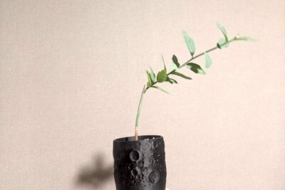 アデニア・レパンダ（Adenia repanda）を挿し木から育ててみる – ゆるぷ