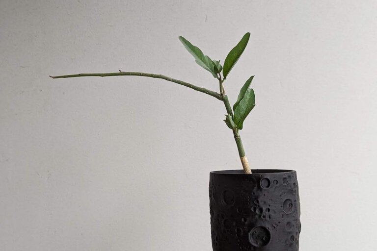 アデニア・レパンダ（Adenia repanda）を挿し木から育ててみる – ゆるぷ