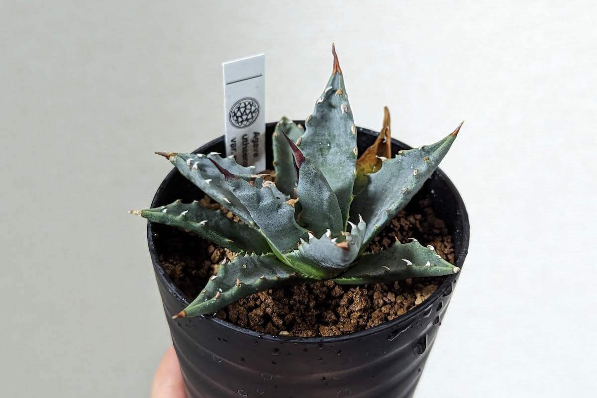 アガベ・ユタエンシス ‘ネバデンシス’の育て方、栽培記録 – ゆるぷ