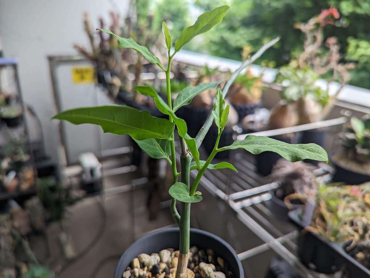 アデニア・レパンダ（Adenia repanda）を挿し木から育ててみる – ゆるぷ