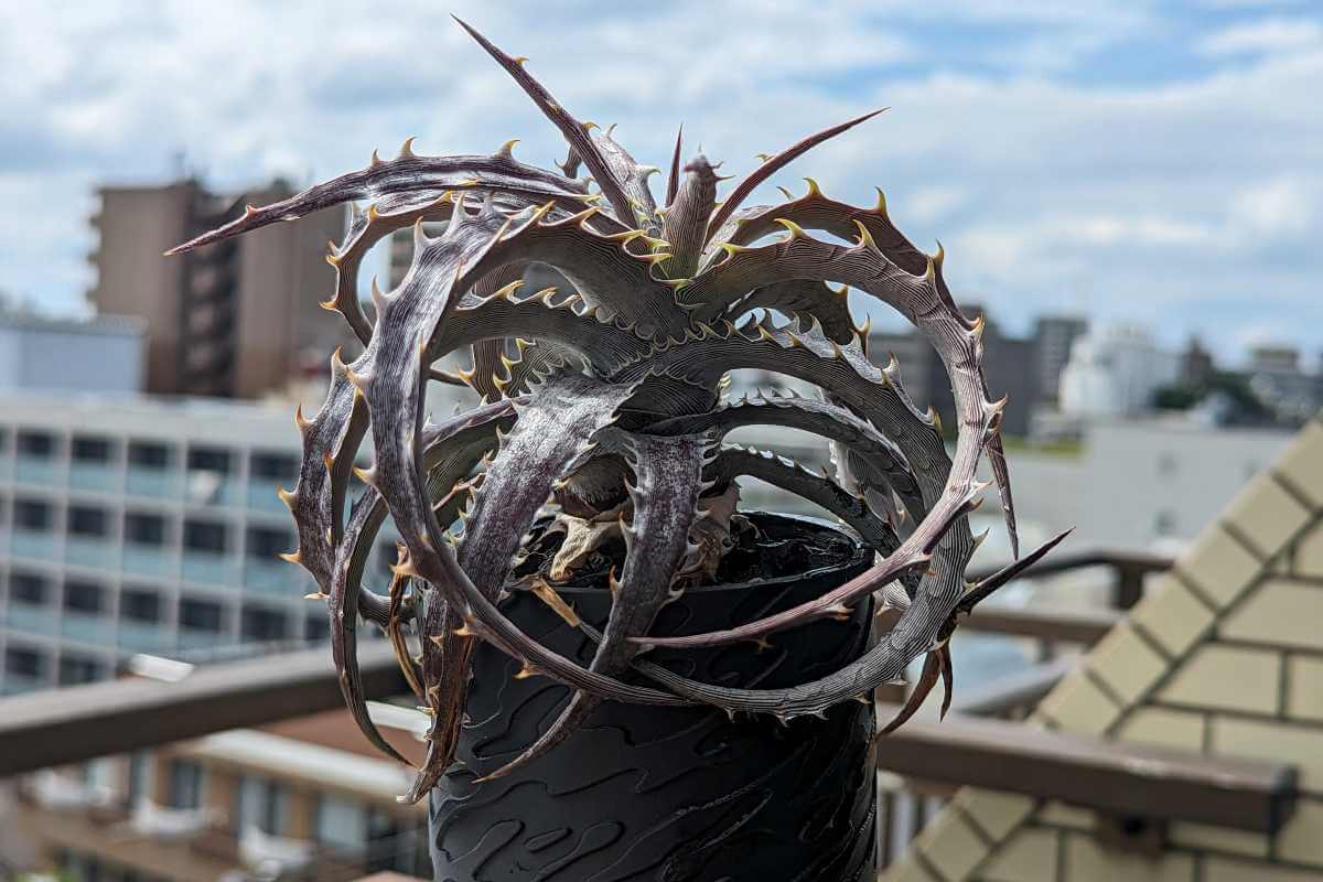 Dyckia goehringii EL2508の紹介 – ゆるぷ