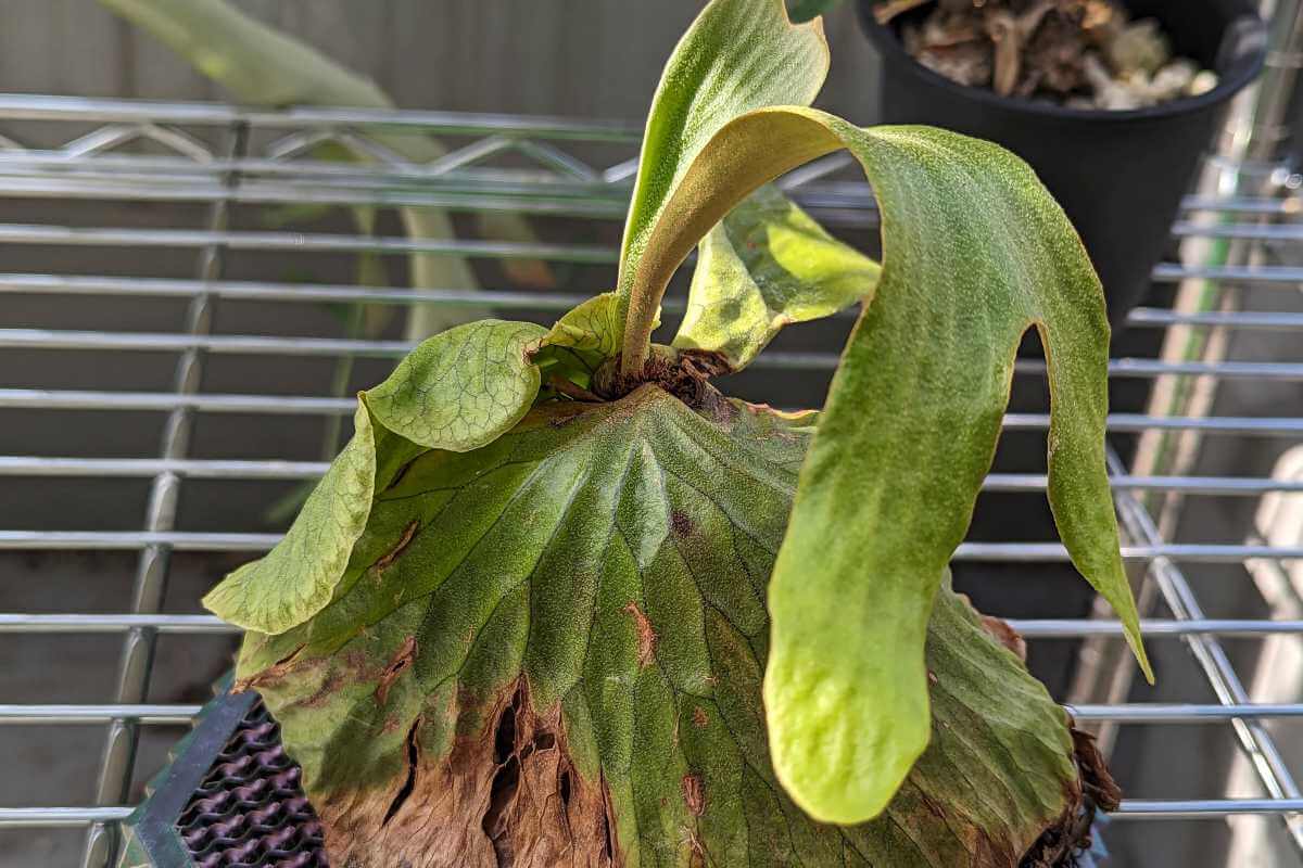 ビカクシダ ‘ブッサバ’（Platycerium ‘Budsaba’）の紹介 – ゆるぷ