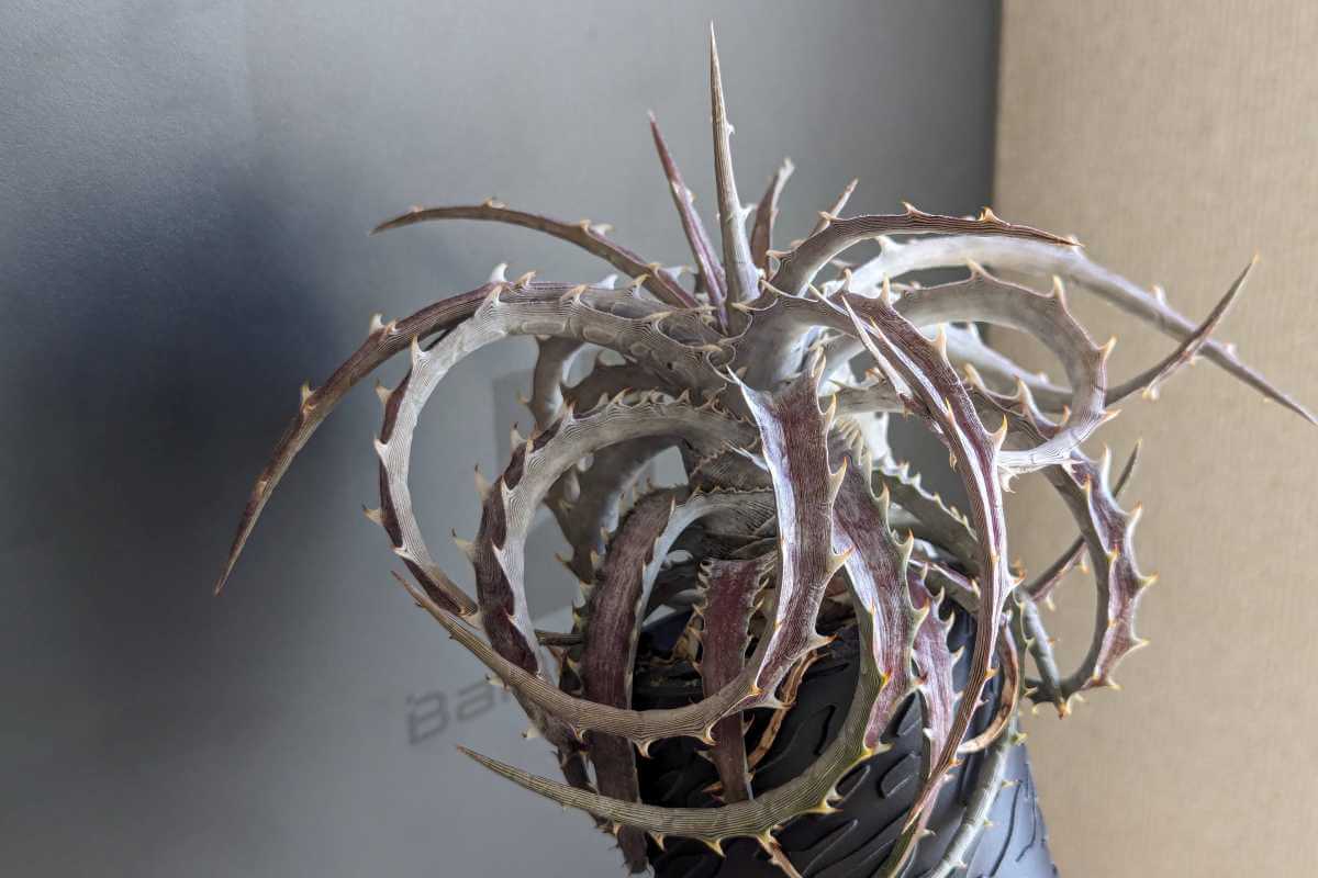 Dyckia goehringii EL2508の紹介 – ゆるぷ