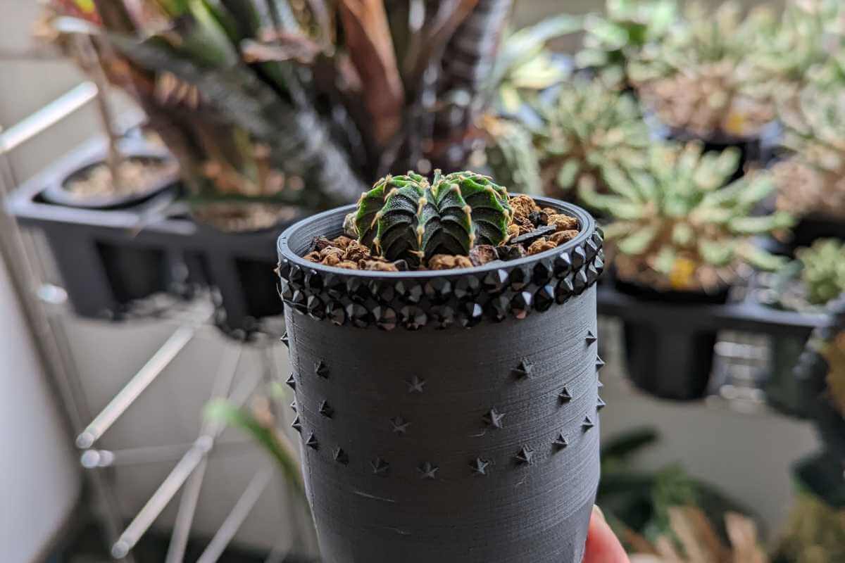 ギムノカリキウム LB2178の紹介 – ゆるぷ